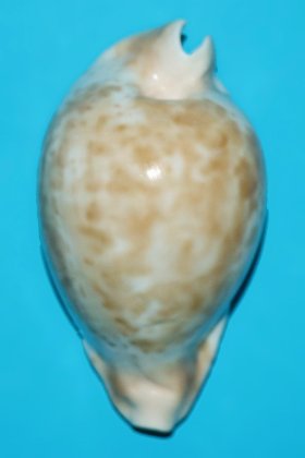 shellauction.net :: Umbilia hesitata - 3918294