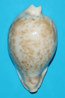 shellauction.net :: Umbilia hesitata - 3918359