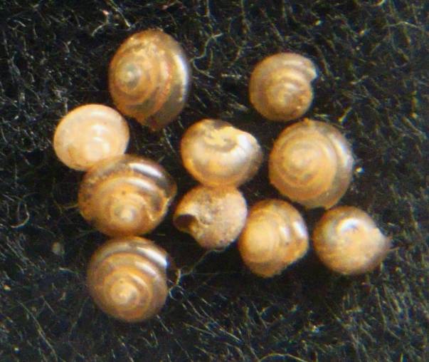 shellauction.net :: Euconulus fulvus - 3918416