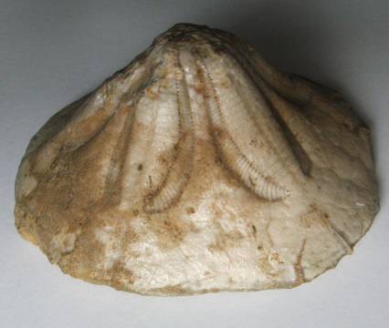 shellauction.net :: Clypeaster portentotus - 3918427