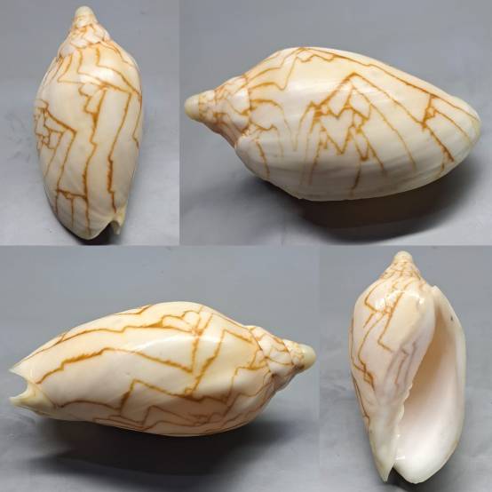 shellauction.net :: Cymbiola mariaemma - 3918855