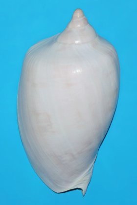 shellauction.net :: Cymbiola magnifica - 3918920