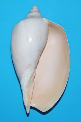 shellauction.net :: Cymbiola magnifica - 3918920