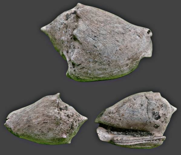 shellauction.net :: Strombus inflatus - 3918925
