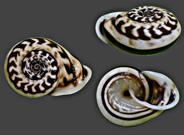shellauction.net :: Planispira zonaria lineolata - 3919120