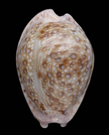 shellauction.net :: Naria marginalis - 3919362