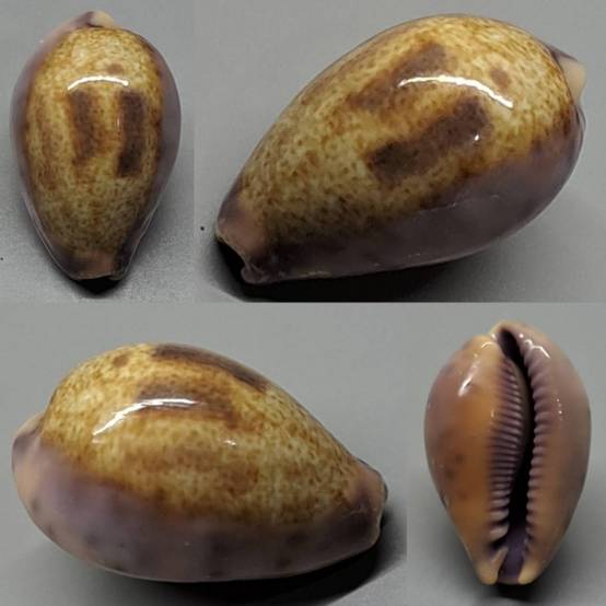 shellauction.net :: Contradusta walkeri - 3919444