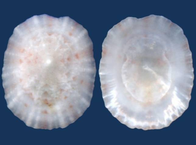 shellauction.net :: Eoacmaea pustulata - 3919535