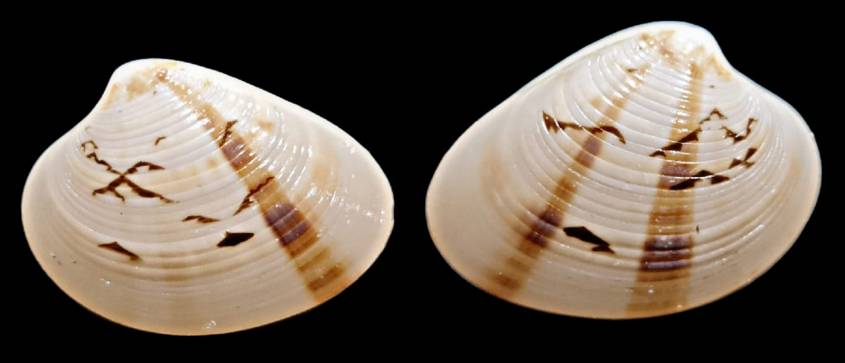 shellauction.net :: Callista sp. - 3919554