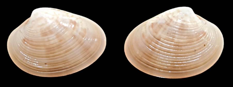 shellauction.net :: Callista sp. - 3919555