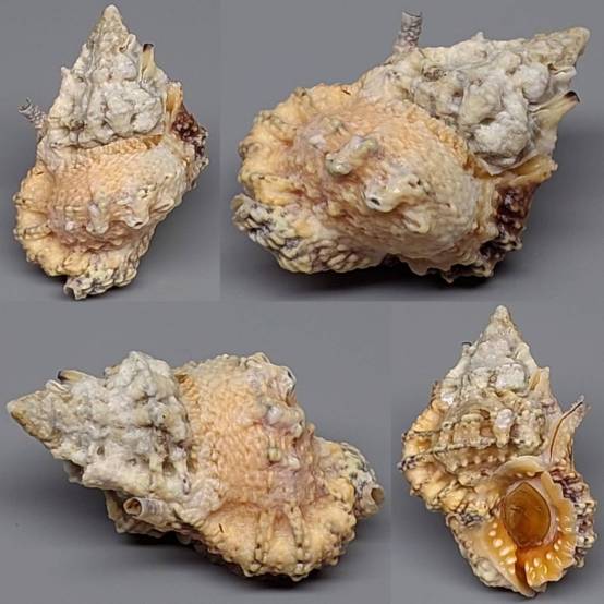 shellauction.net :: Bursa tuberosissima - 3919859