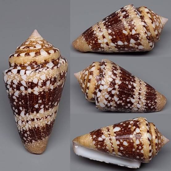 shellauction.net :: Conus (Leptoconus) amiralis - 3919897