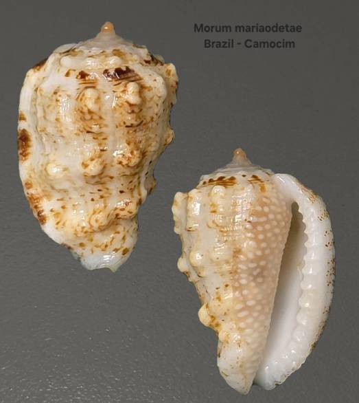shellauction.net :: Morum mariaodeteae - 3919913