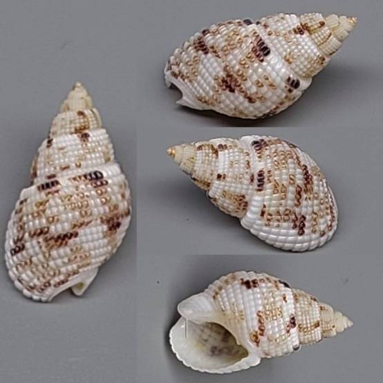 shellauction.net :: Nassarius sp. - 3919961