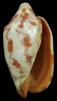 shellauction.net :: Cymbiola rutila f. norrisii - 3920189