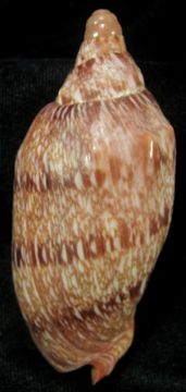 shellauction.net :: Cymbiola innexa - 3920191