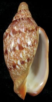 shellauction.net :: Cymbiola innexa - 3920191