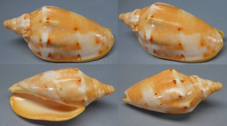shellauction.net :: Cymbiola malayensis - 3920262