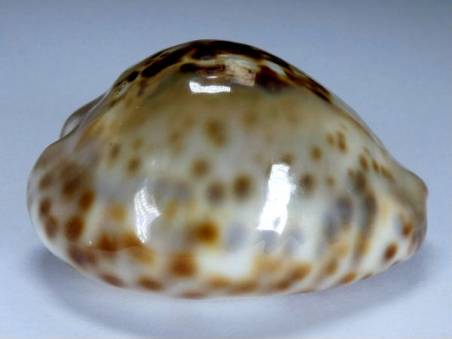 shellauction.net :: Cypraea teuleri - 3920314