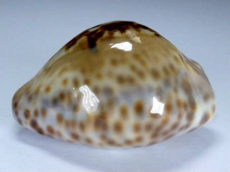 shellauction.net :: Cypraea teuleri - 3920314