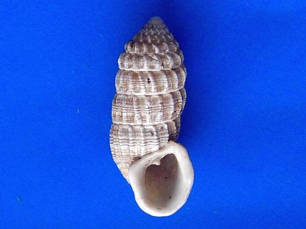 shellauction.net :: Cerion sisal - 3920450