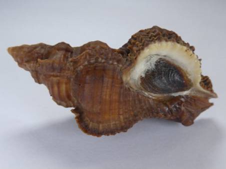 shellauction.net :: Chicoreus capucinus - 3920997