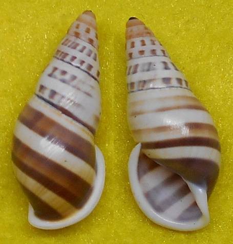 shellauction.net :: Amphidromus contrarius nikiensis - 3921059