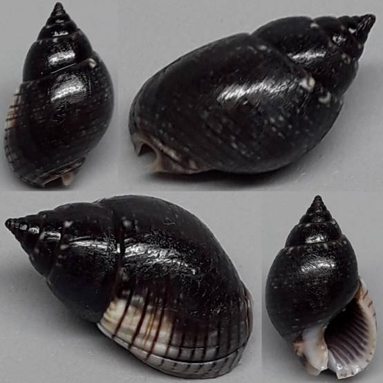 shellauction.net :: Nassarius sp. - 3921209