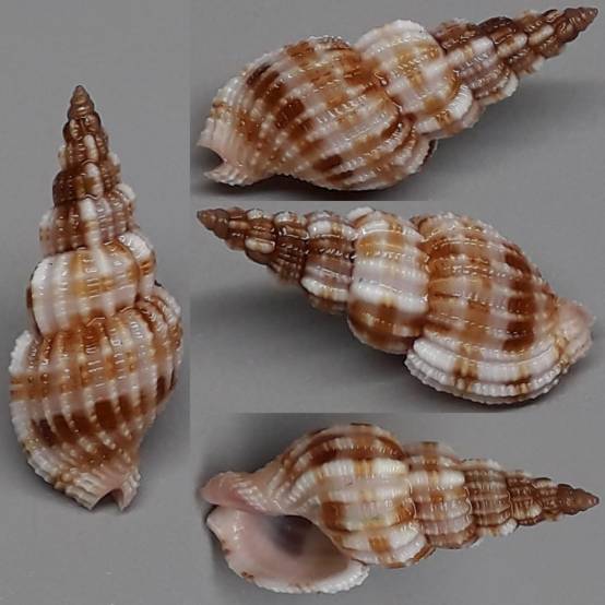 shellauction.net :: Phos roseatus - 3921212