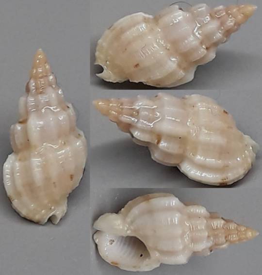 shellauction.net :: Phos roseatus - 3921213