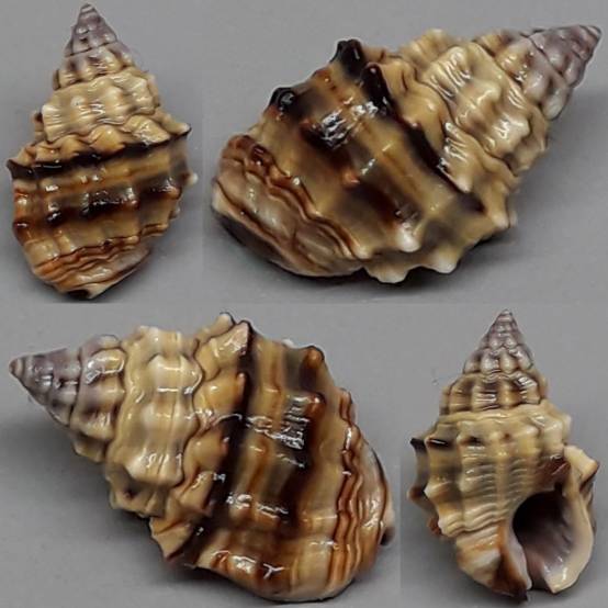 shellauction.net :: Nassarius sp. - 3921219