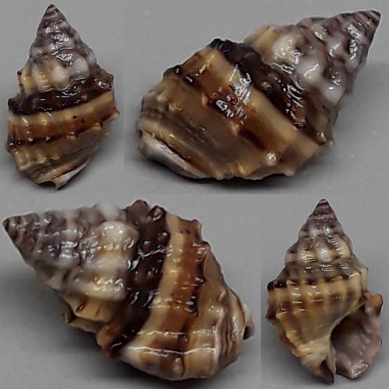 shellauction.net :: Nassarius sp. - 3921220