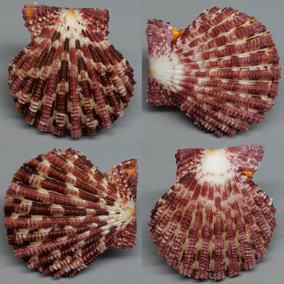 shellauction.net :: Gloripallium pallium - 3921283