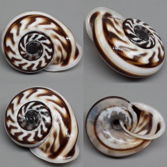 shellauction.net :: Planispira zonaria lineolata - 3921320