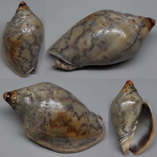 shellauction.net :: Cymbiola flavicans - 3921331