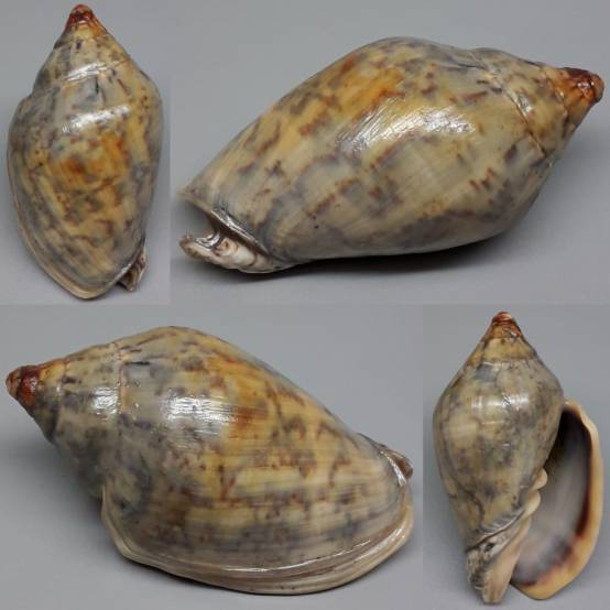 shellauction.net :: Cymbiola flavicans - 3921340