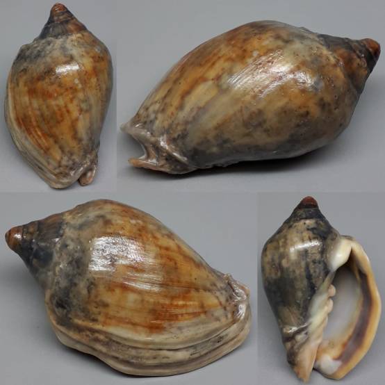 shellauction.net :: Cymbiola flavicans - 3921342