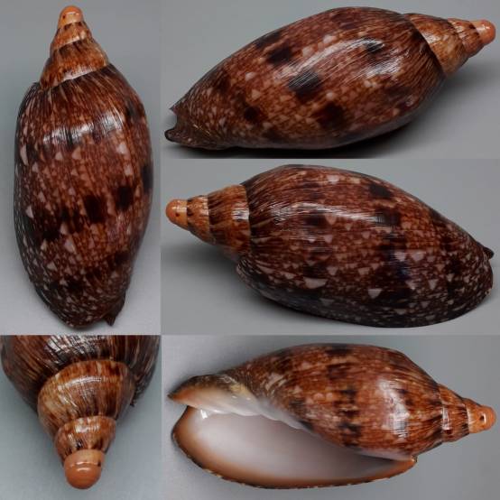 shellauction.net :: Cymbiola innexa marispuma - 3922524