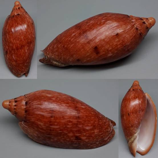 shellauction.net :: Cymbiola innexa marispuma - 3922526