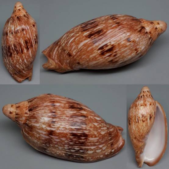 shellauction.net :: Cymbiola innexa marispuma - 3922528