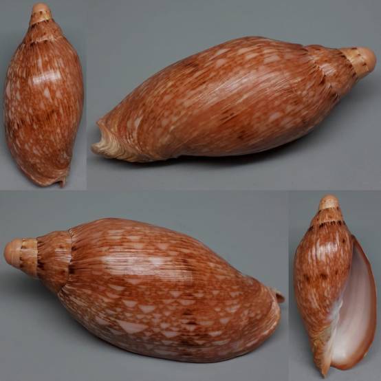 shellauction.net :: Cymbiola innexa marispuma - 3922530