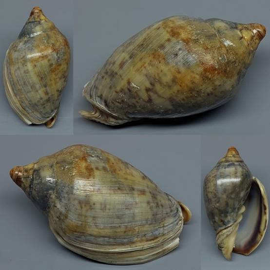 shellauction.net :: Cymbiola flavicans - 3922897