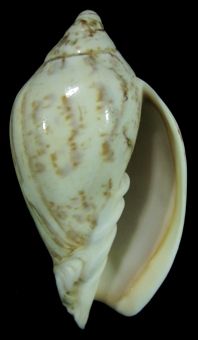 shellauction.net :: Cymbiola flavicans - 3923182