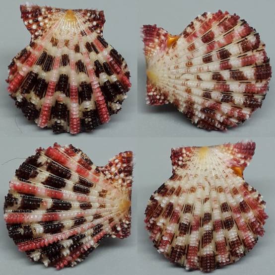 shellauction.net :: Gloripallium pallium - 3924403