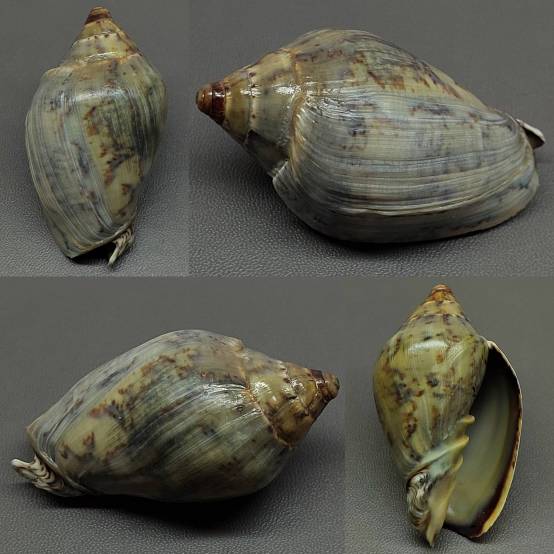 shellauction.net :: Cymbiola flavicans - 3924572