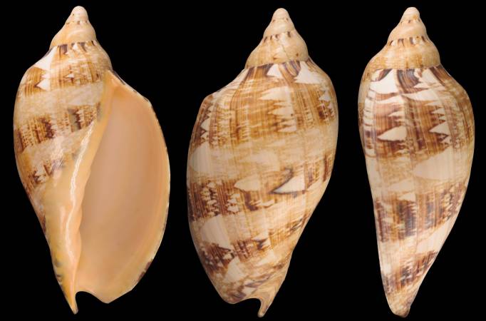 shellauction.net :: Cymbiola magnifica - 3924673