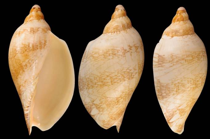 shellauction.net :: Cymbiola magnifica - 3924686