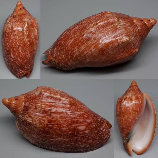 shellauction.net :: Cymbiola innexa marispuma - 3925082