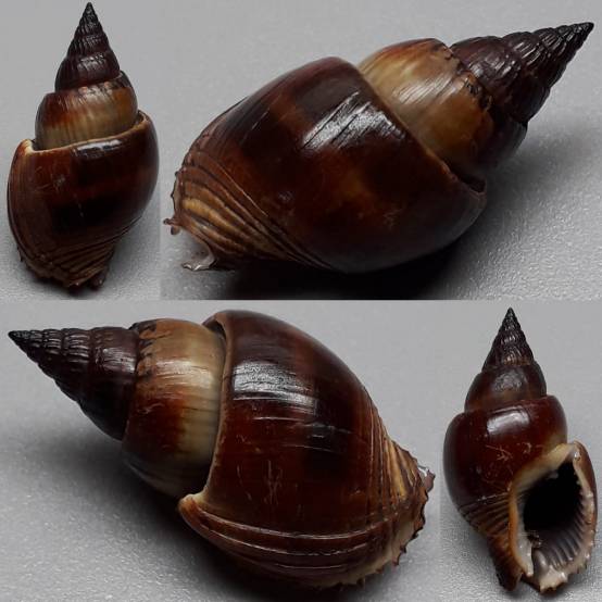 shellauction.net :: Nassarius sp. - 3925225