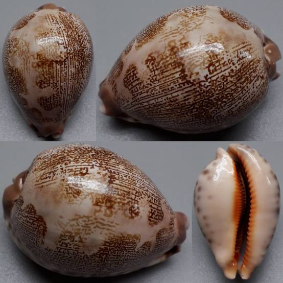shellauction.net :: Leporicypraea geographica - 3925253